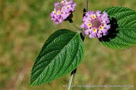 Uso popular de las infusiones y su uso terapéutico