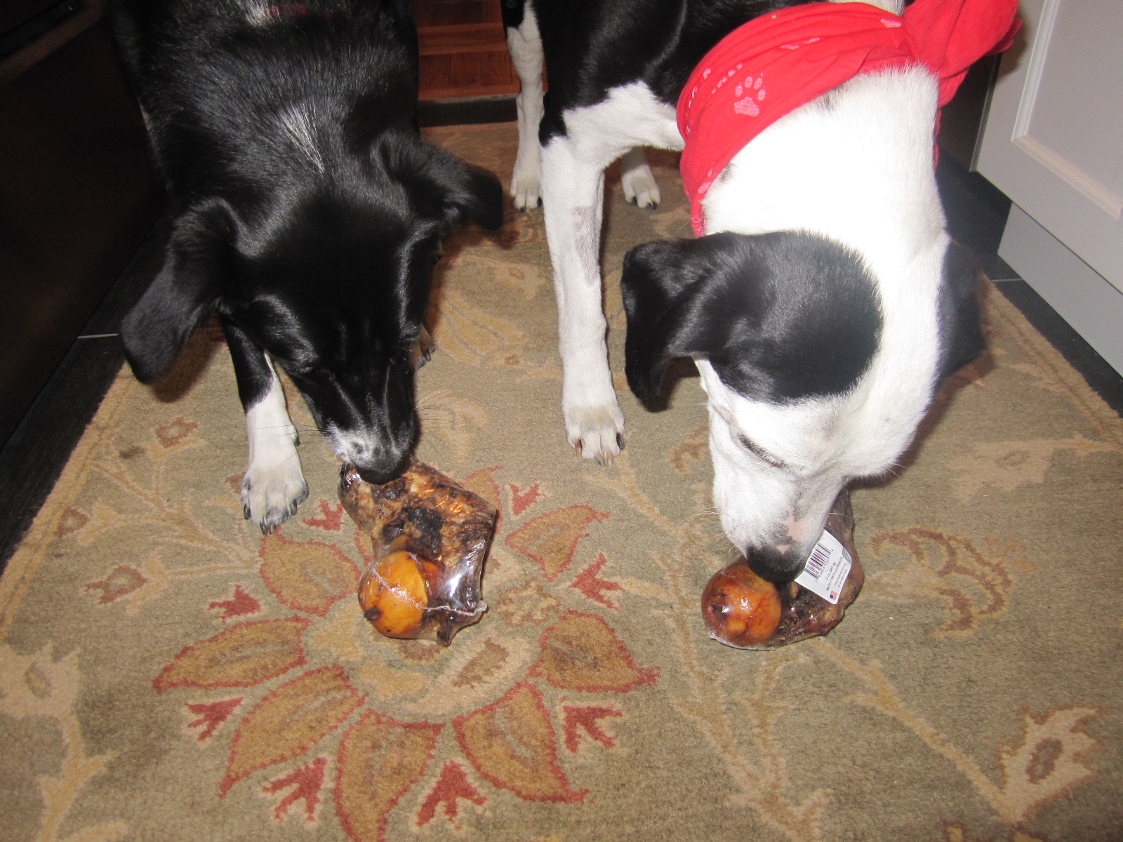 Sophie in the Kitchen: Dog Birthday Cake