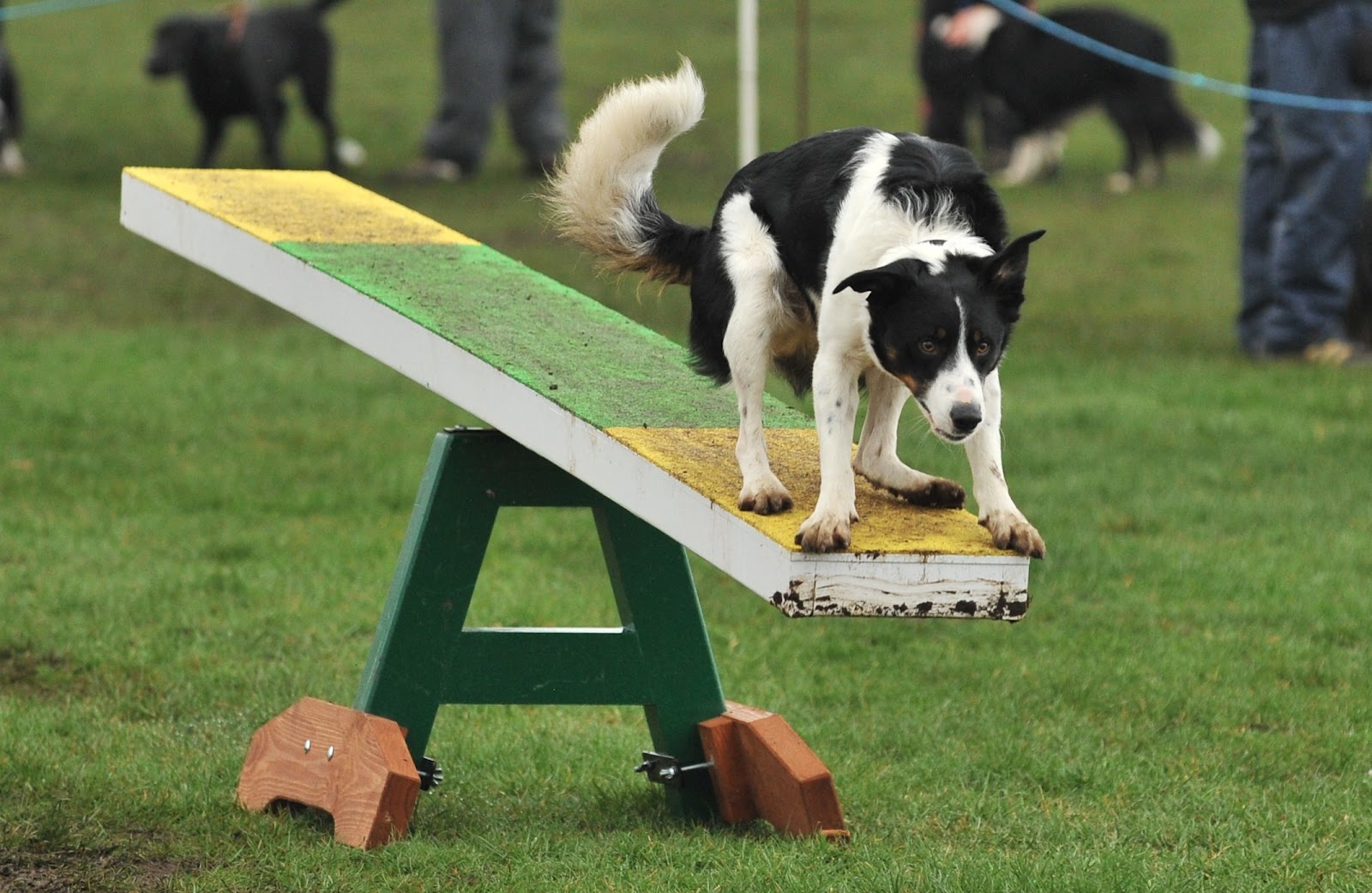 Lucy Osborne Agility Training Blog: Box Of Tricks - Can you do? (June ...