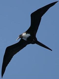 Tongan Tropical Moist Forests: Avifauna