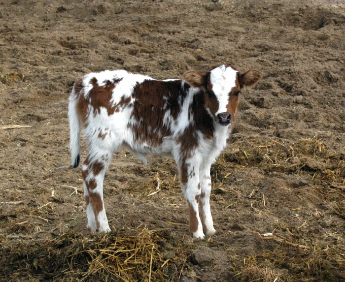 Baby Cow High Quality Wallpapers Free Download - Wallpapers Photosz