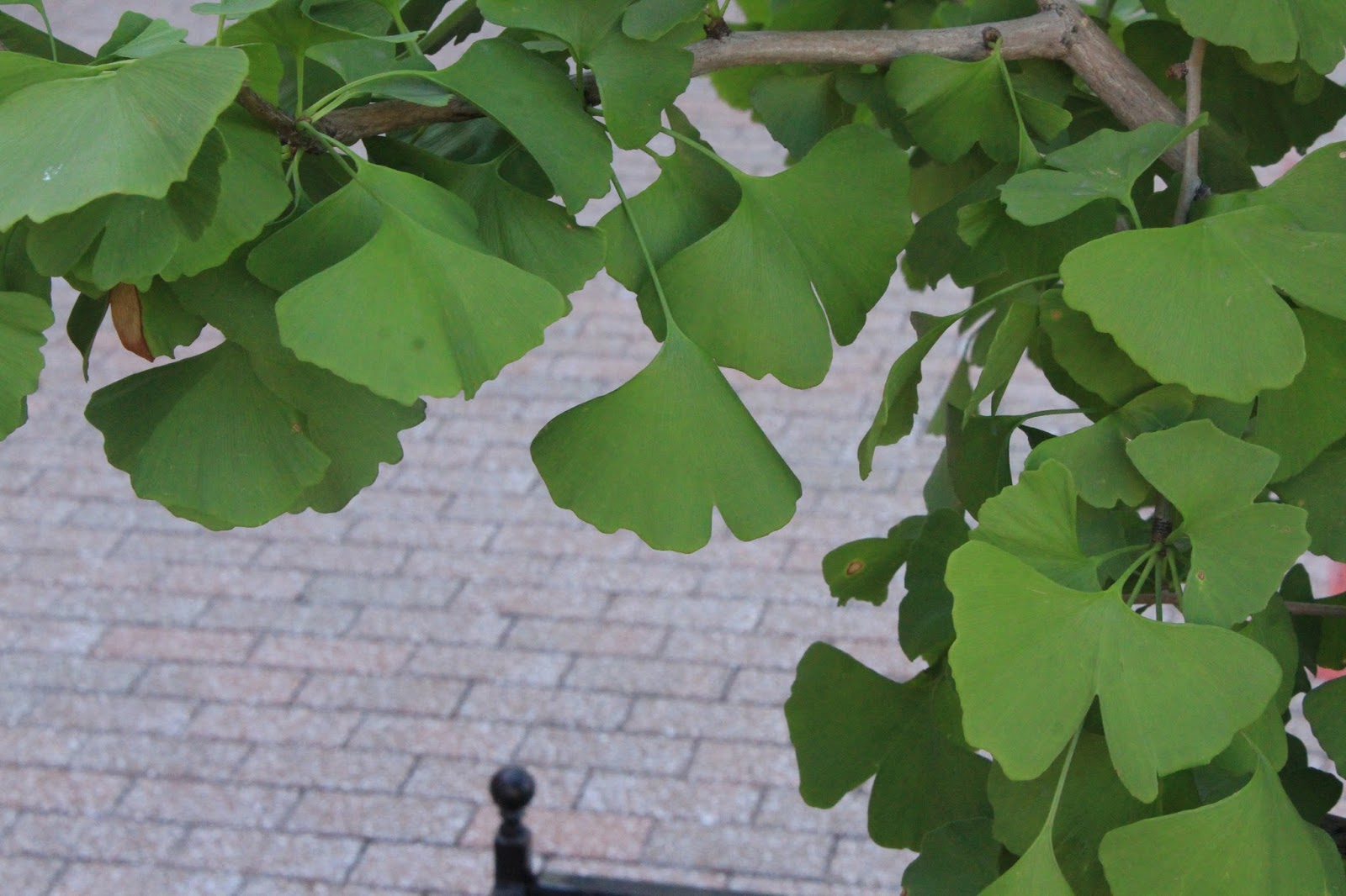 Nature Devotions : Ginkgo