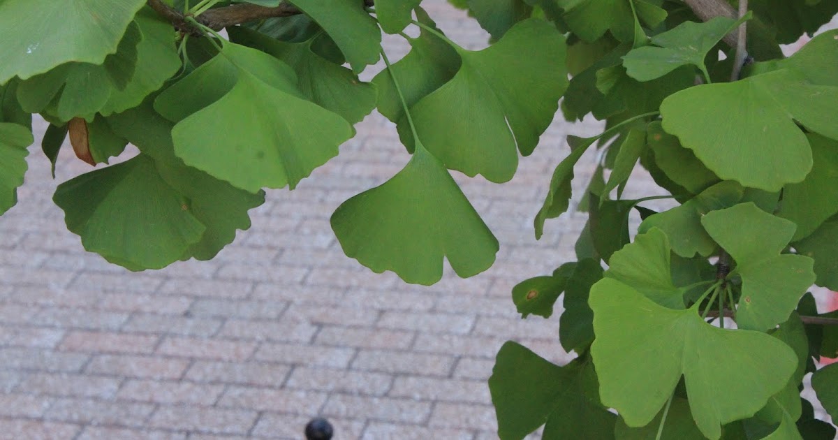 Nature Devotions : Ginkgo