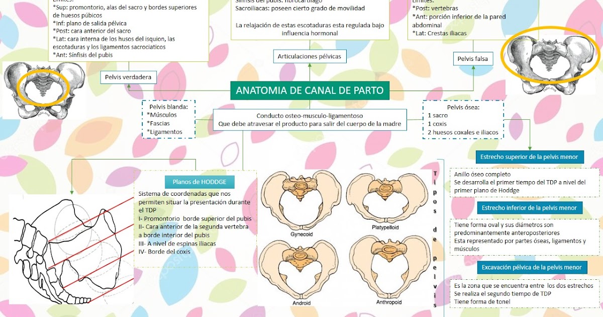 Ginecología Y Obstetricia Anatomía Del Canal De Parto