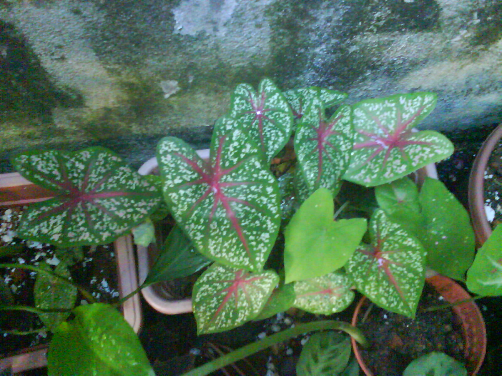 Garden Chronicles of James David: Fancy Leaved Caladium (Caladium Bicolor)