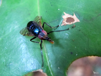 Nature Wonders Gershonized: More New Guinea insects זחלים עכבישים ...