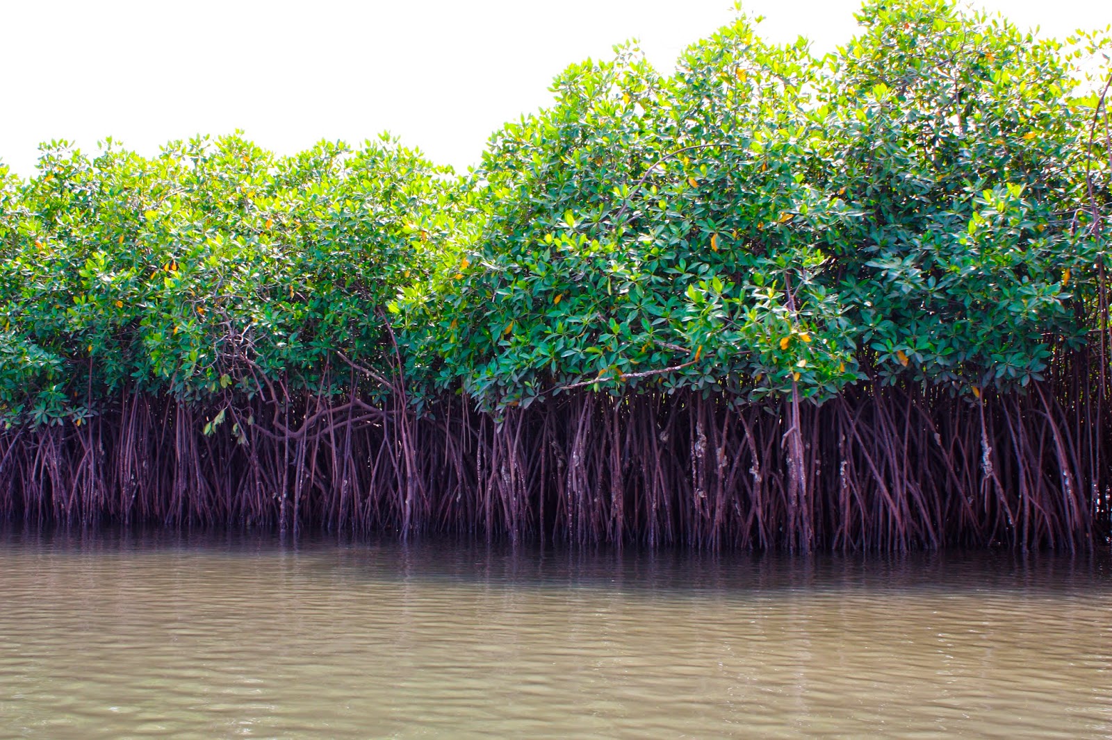 Koopman's Botanica: Rhizophora mangle – Rode Mangrove