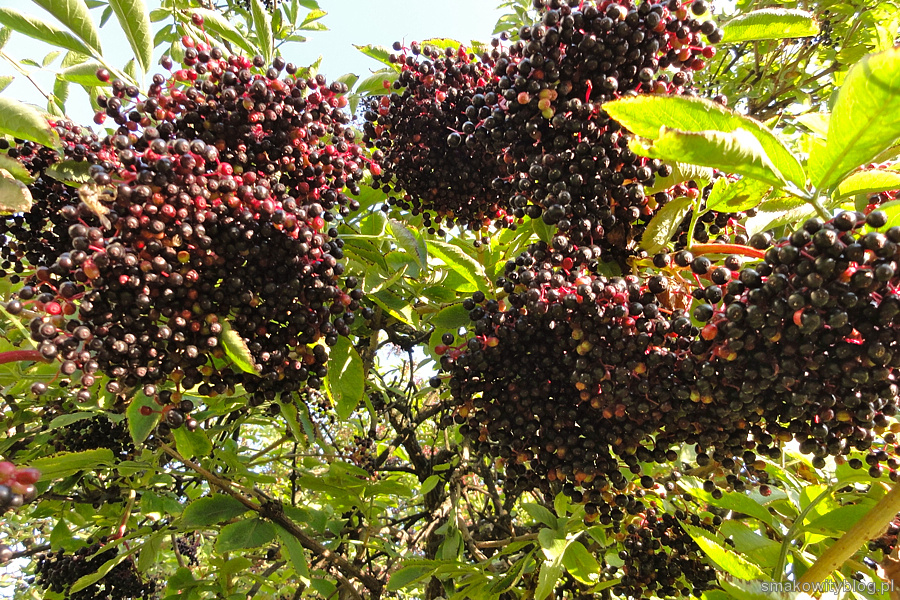 Czarny bez - Smakowity blog