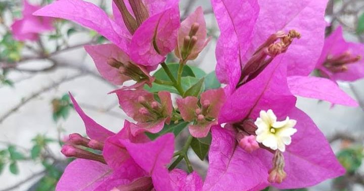 Purple Bougenville Flower