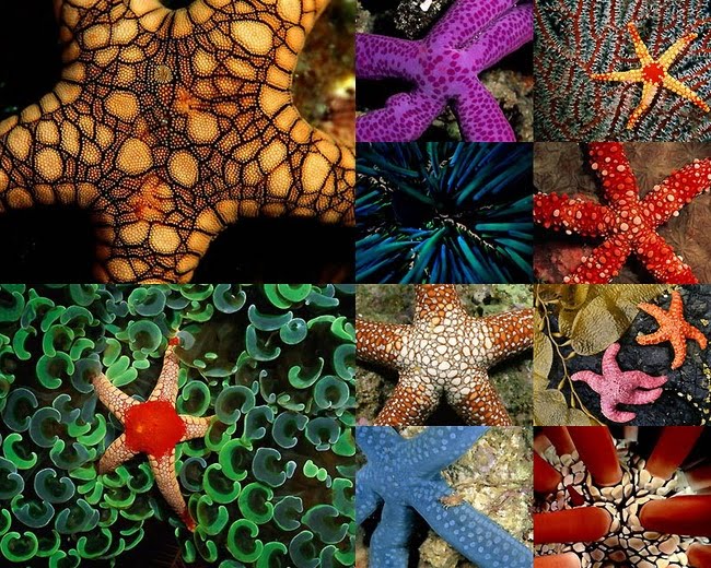 Most Amazing Pics: Beautiful Star Fish Photos Collection