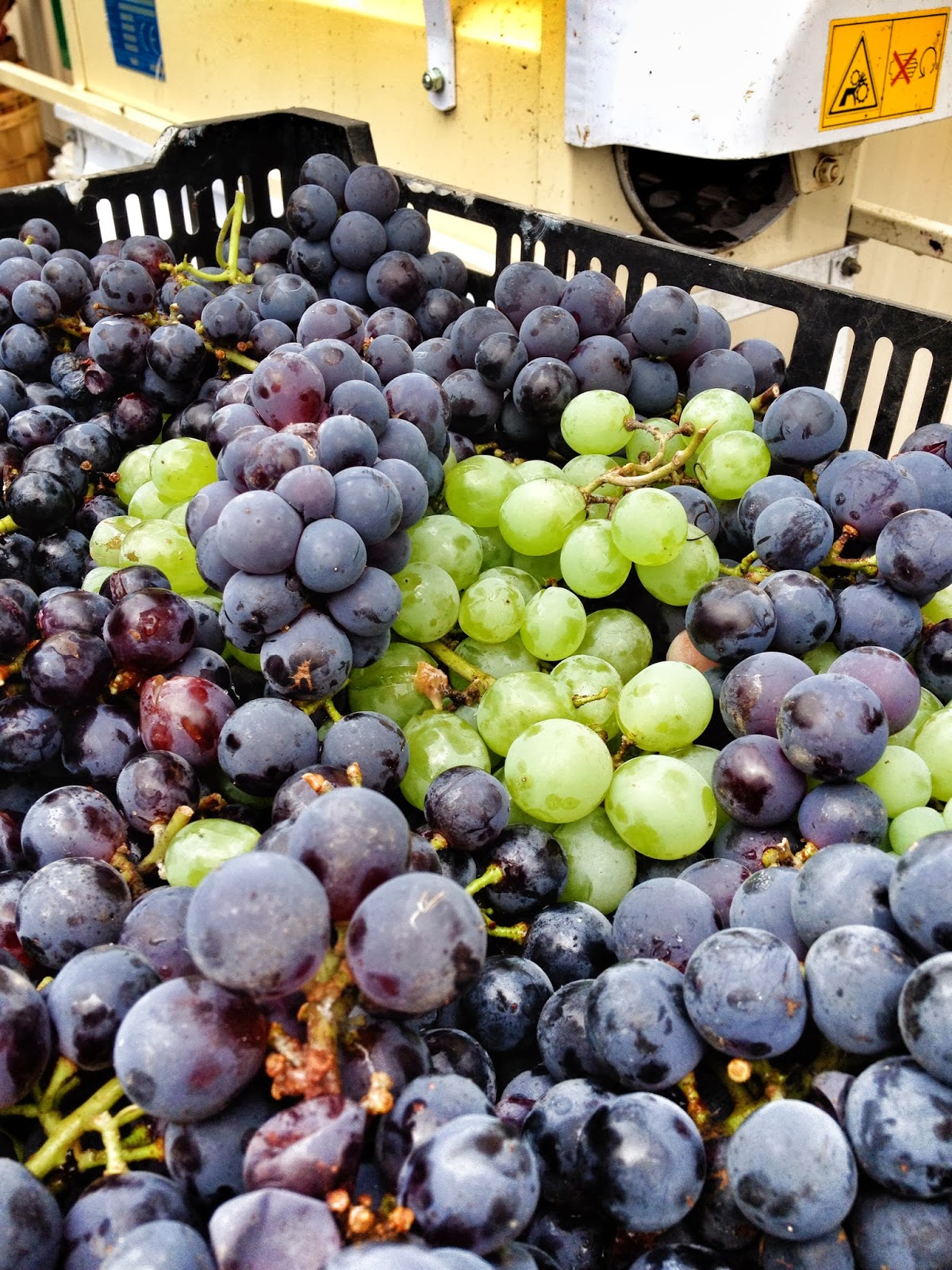 Monday Musings: Classic October Weekend ~ The Buzz: Siciliano's Market ...