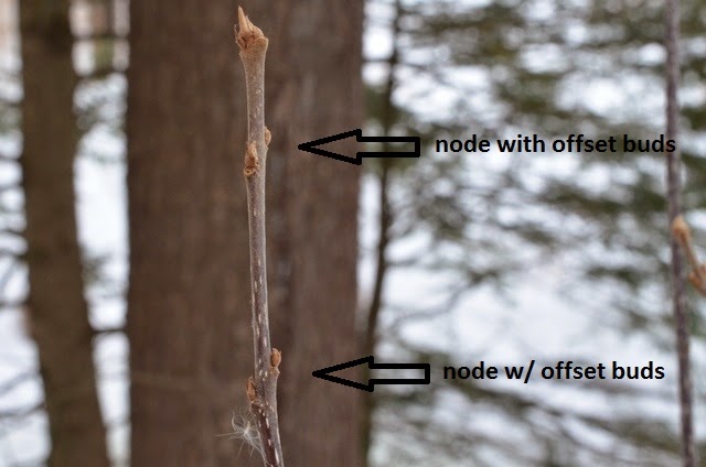 Wild Burlington: Dichotomous key (I) - Branch pattern (phyllotaxis)