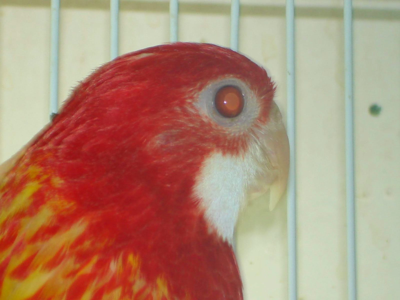 Emiratesbirds: Nepali Parrots