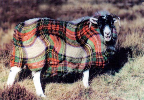 "National Tartan Day - 2012