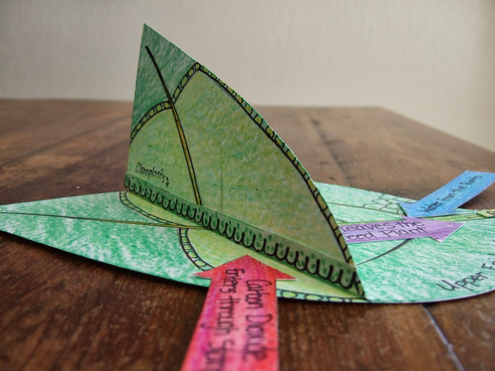 the rainbow fish: PHOTOSYNTHESIS CRAFT