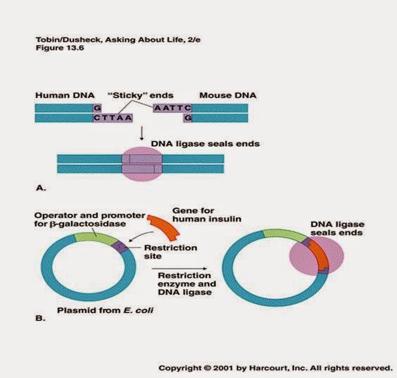 DUNIA BIOSAINS: Plasmid dan Penggunaannya dalam Rekayasa Genetika
