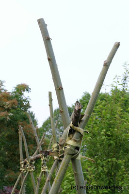 Ecotuinweetjes: Zelf touw maken van wilgenbast