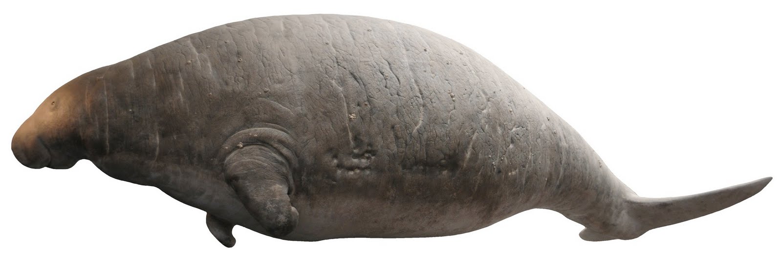 Caribbean Paleobiology: The hand of Steller’s sea cow, revisited