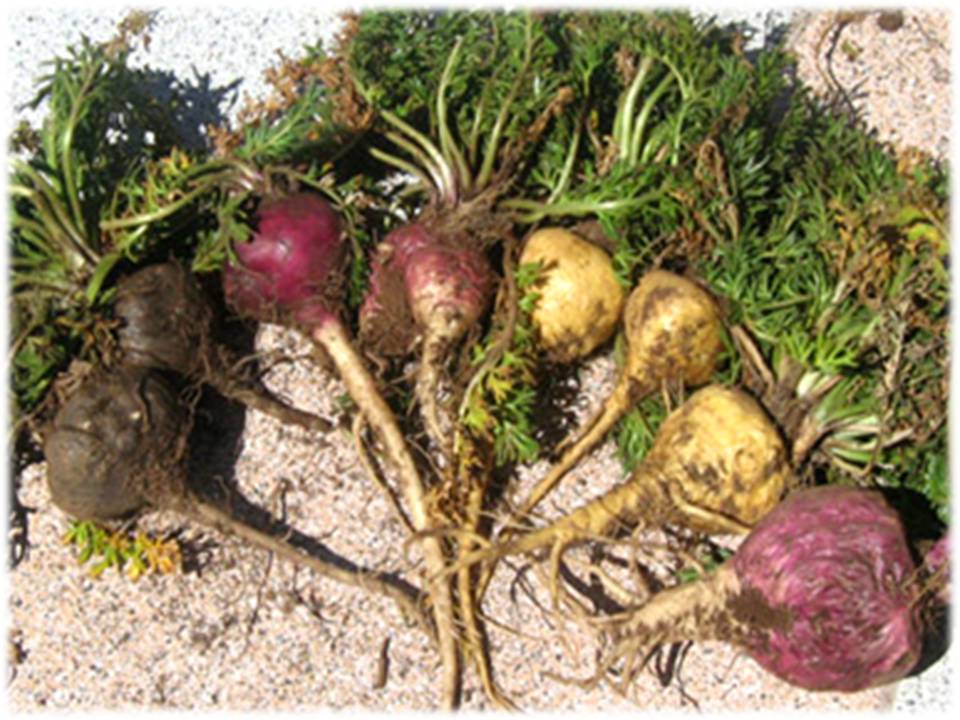 LA MACA, UN SUPERALIMENTO ANDINO