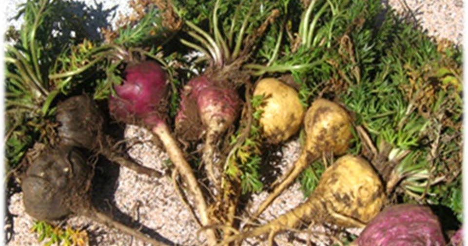 LA MACA, UN SUPERALIMENTO ANDINO