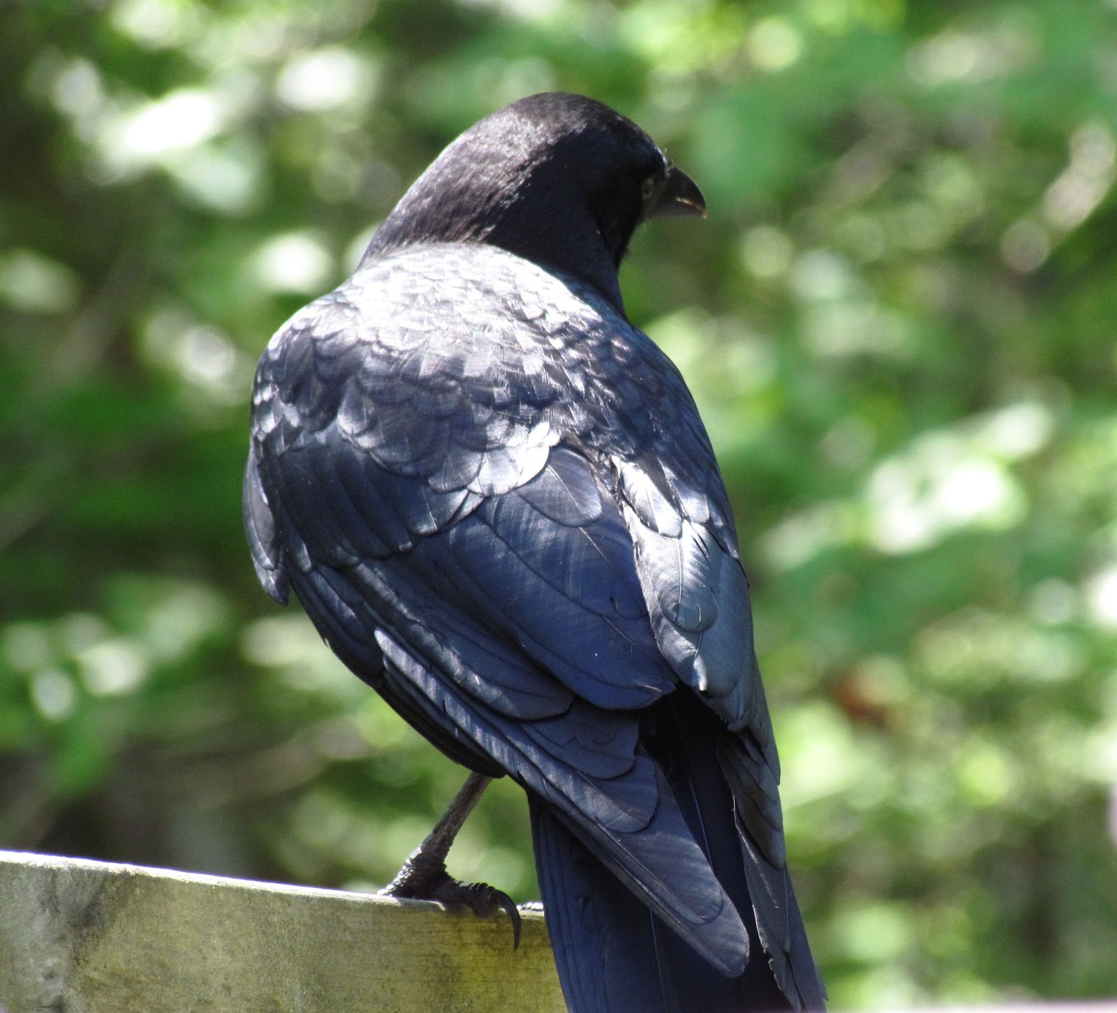 Scene Through My Eyes: Wild Bird Wednesday