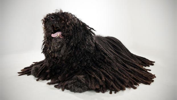 Everything about your Puli - Luv My Dogs