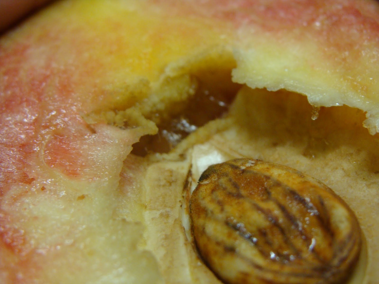 Memoirs from My Kitchen..: Peaches are good, but be careful of the pit