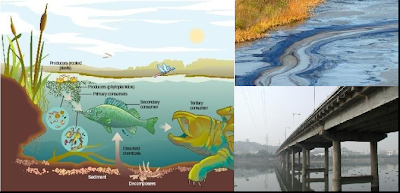 Water Pollution Effects Blog 2015: Water Pollution on Ecosystem