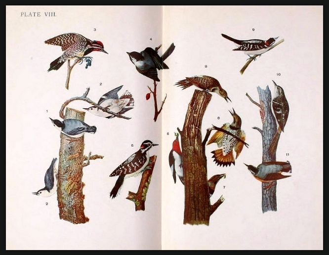 Bird Guilds: How different birds band together to survive