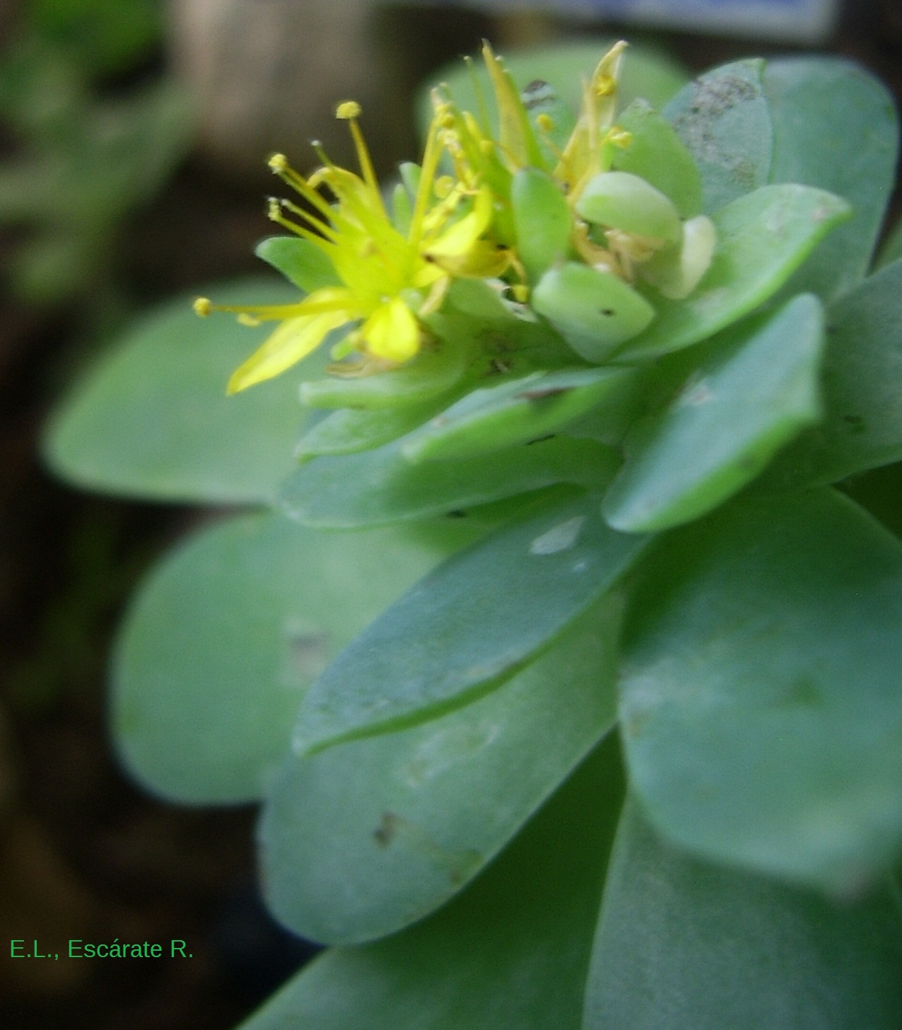 HIDRENQUIMO: Sedum cf. compressum Rose