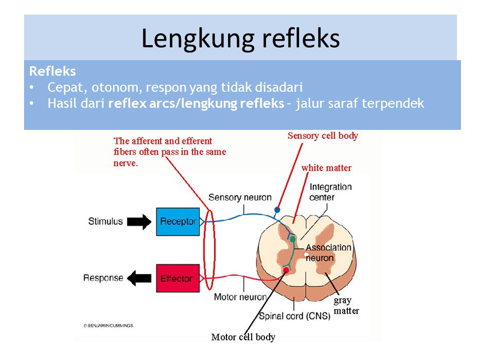 Jenis dan Macam-Macam Lengkung Refleks | Sahabat Rakyat Indonesia