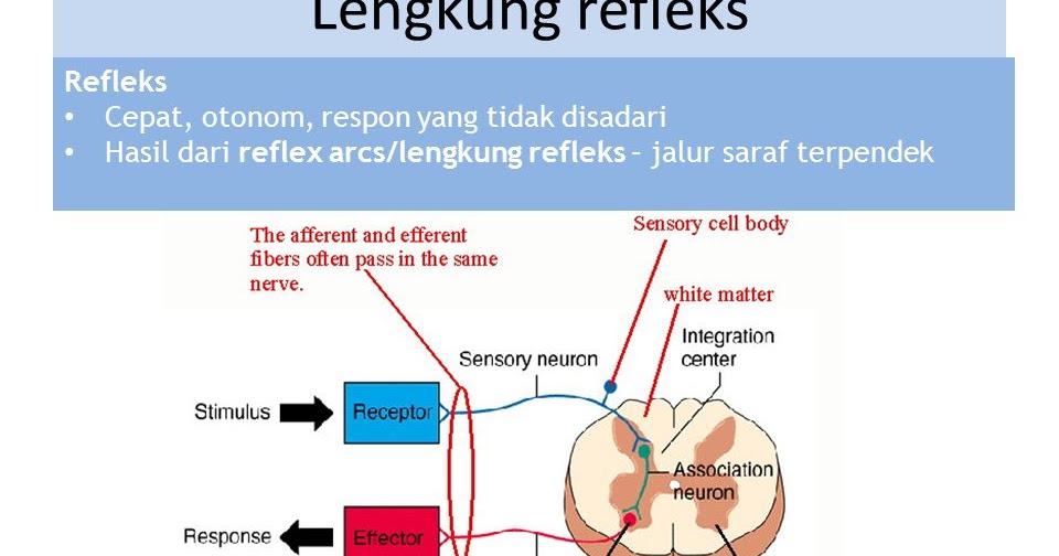 Jenis dan Macam-Macam Lengkung Refleks | Sahabat Rakyat Indonesia