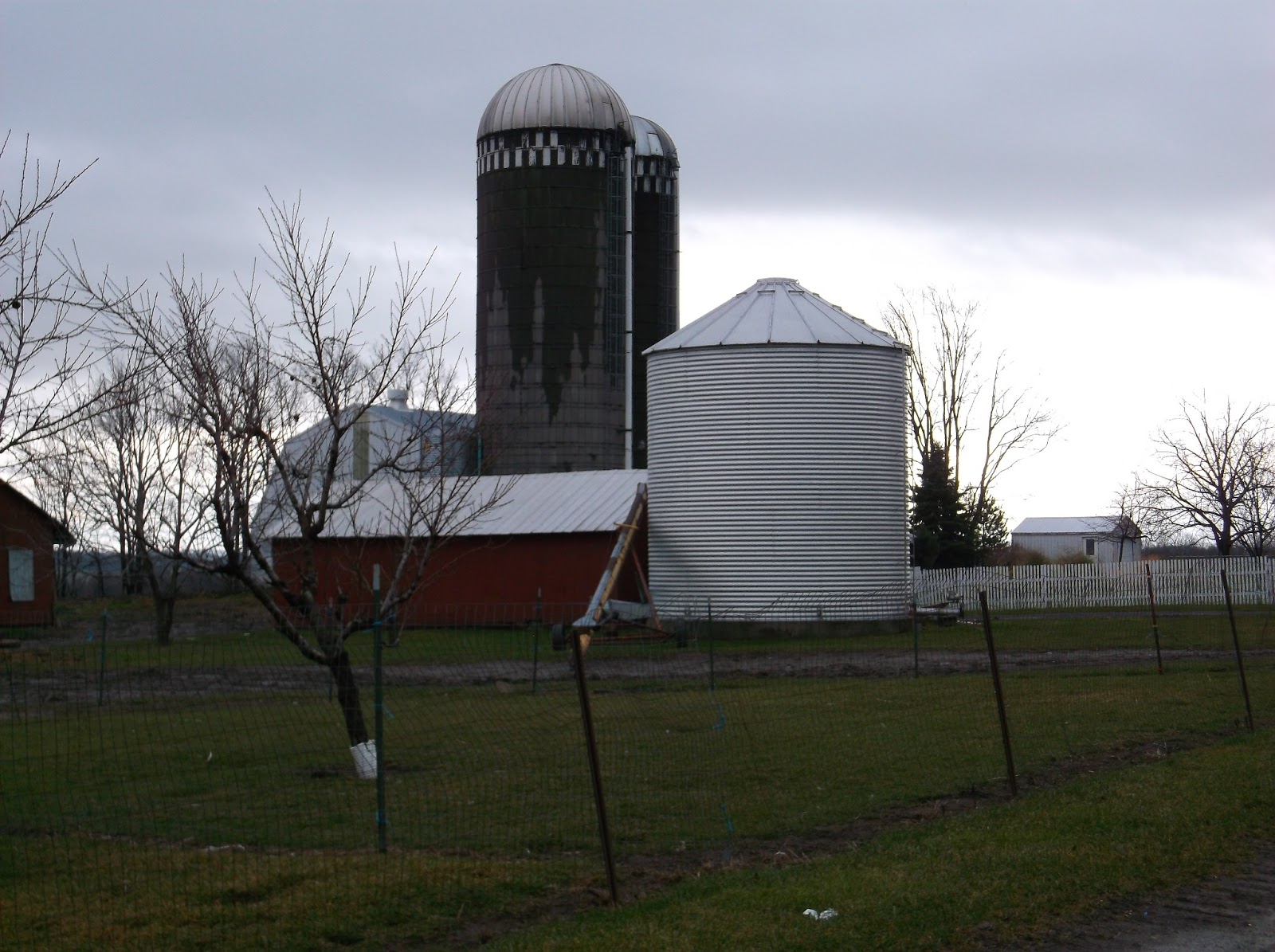 New York State of Mind: MENNONITE FARM - TURKEYS