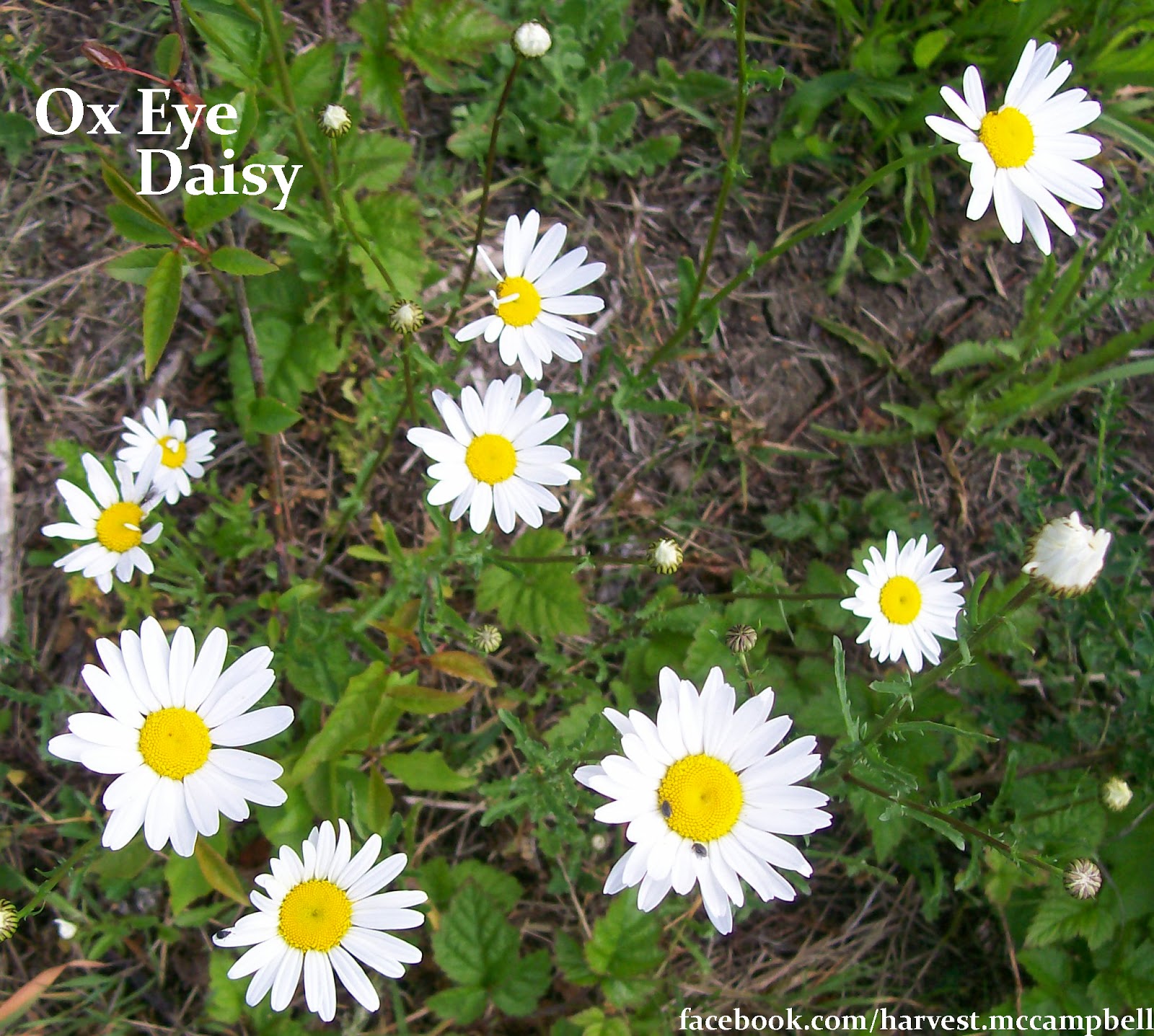 Real Food & Scandalous Gardening Secrets: Ox Eye Daisy, Cheerful ...