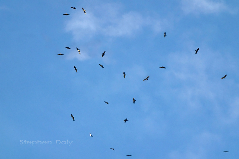 Raptor Movement and La Janda News | Focusing on Wildlife