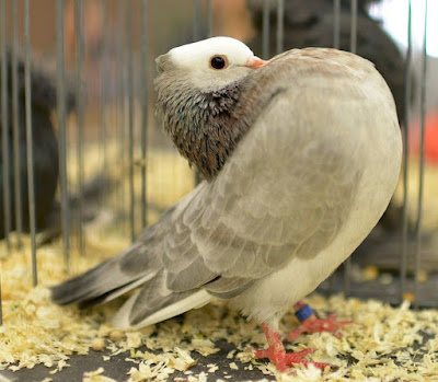 World of Pigeons and Doves: Mookee Pigeon