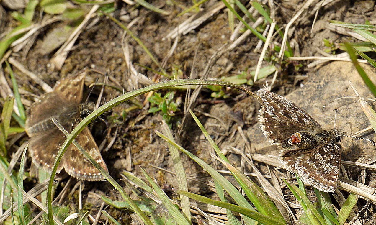 CABINET OF CURIOSITIES: A Butterfly Bank.....