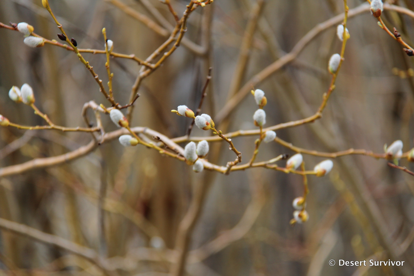 Desert Survivor: Spring Wildflowers in Pole Canyon, Great Basin ...