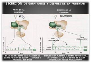 MANUAL DE REPRODUCCION BOVINA: CICLOS REPRODUCTIVOS