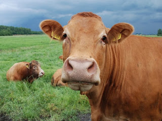 Kuda Geblek: Run Sapi....... Run....