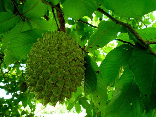 Finca Niguaria: El Manirote (Annona purpurea)
