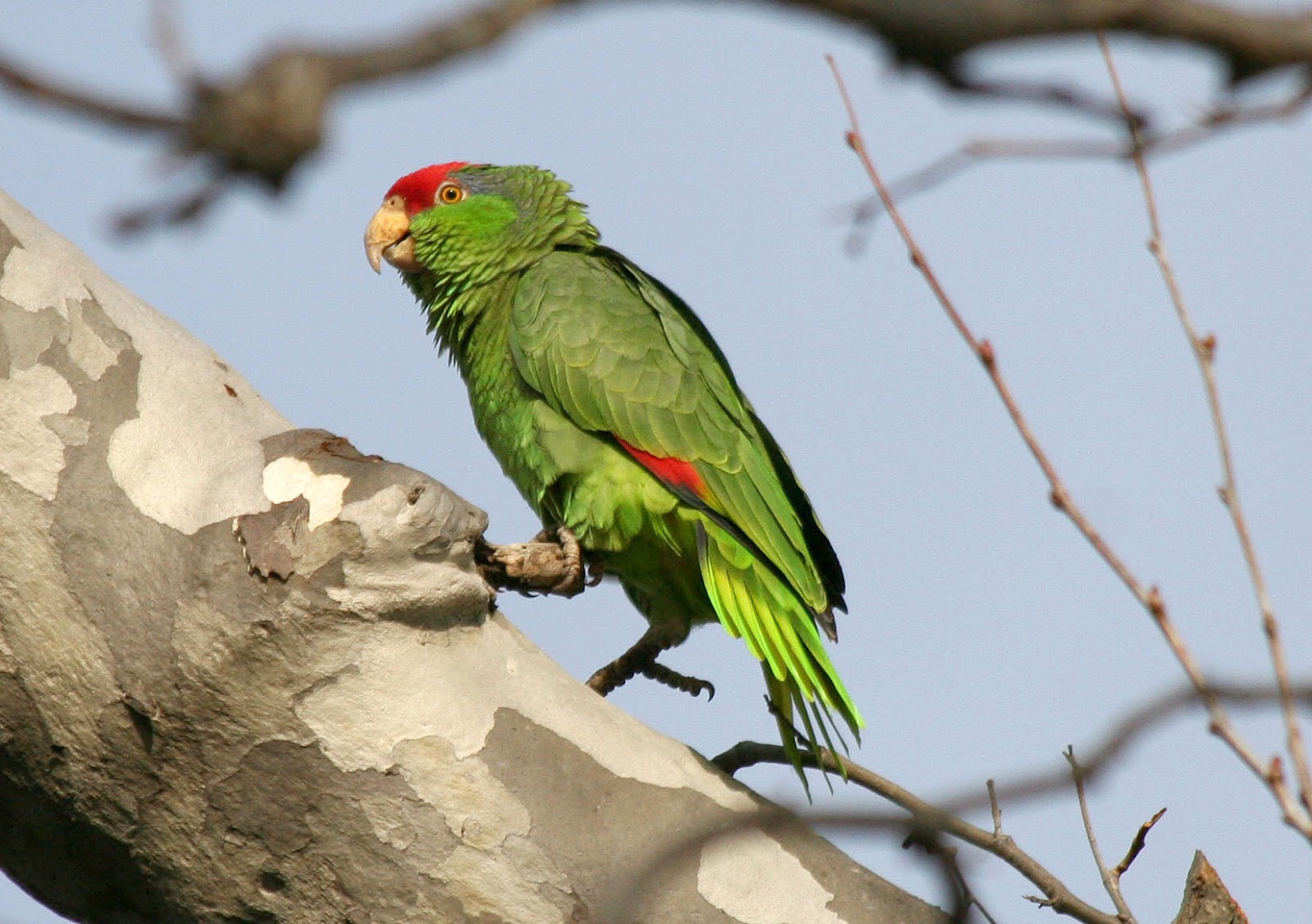 Coffee Break Birding: The Rogue Parrots Have Returned!