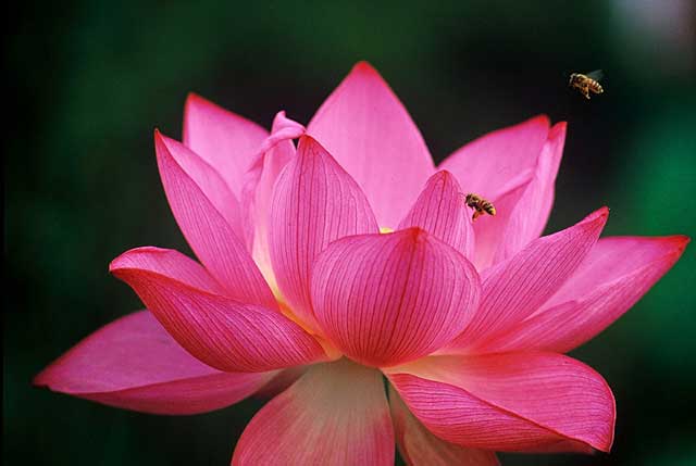 Red Lotus Flower - Flower HD Wallpapers, Images, PIctures, Tattoos and ...