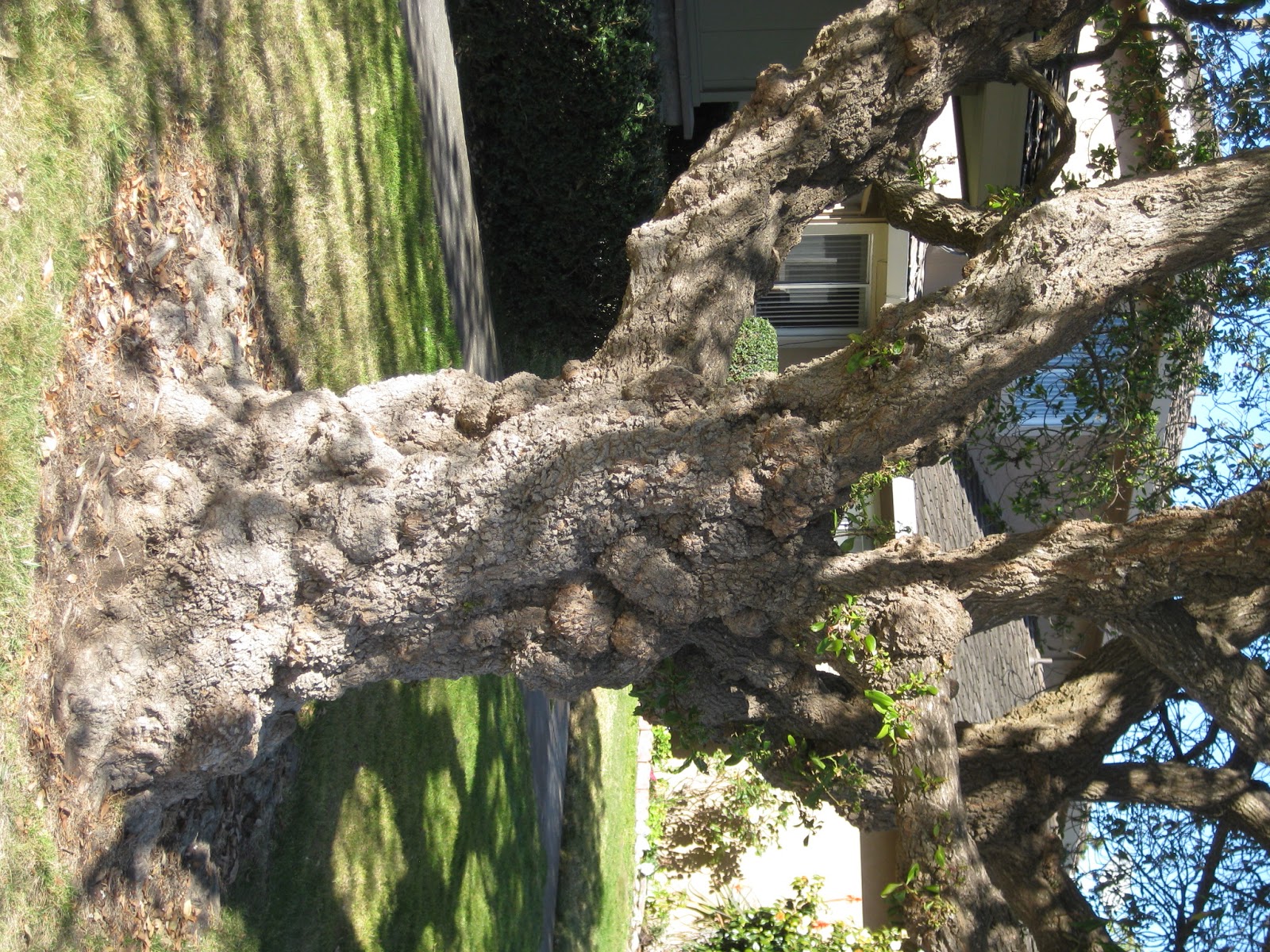 Trees of Santa Cruz County: Myoporum laetum - Myoporum