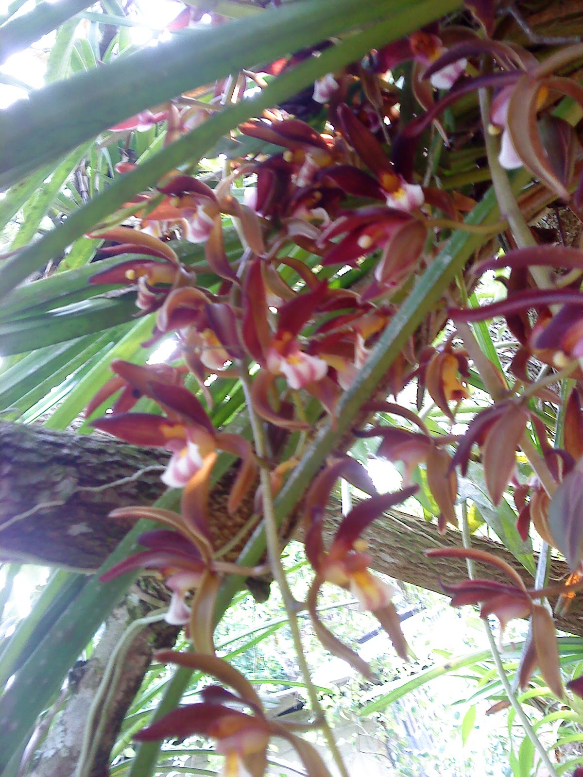 peminat orkid liar: cymbidium atropurpureum