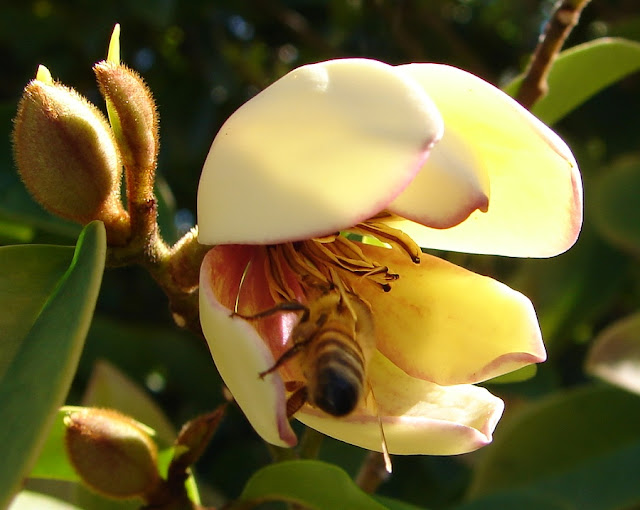 Snap Happy Birding: Michelia Coco