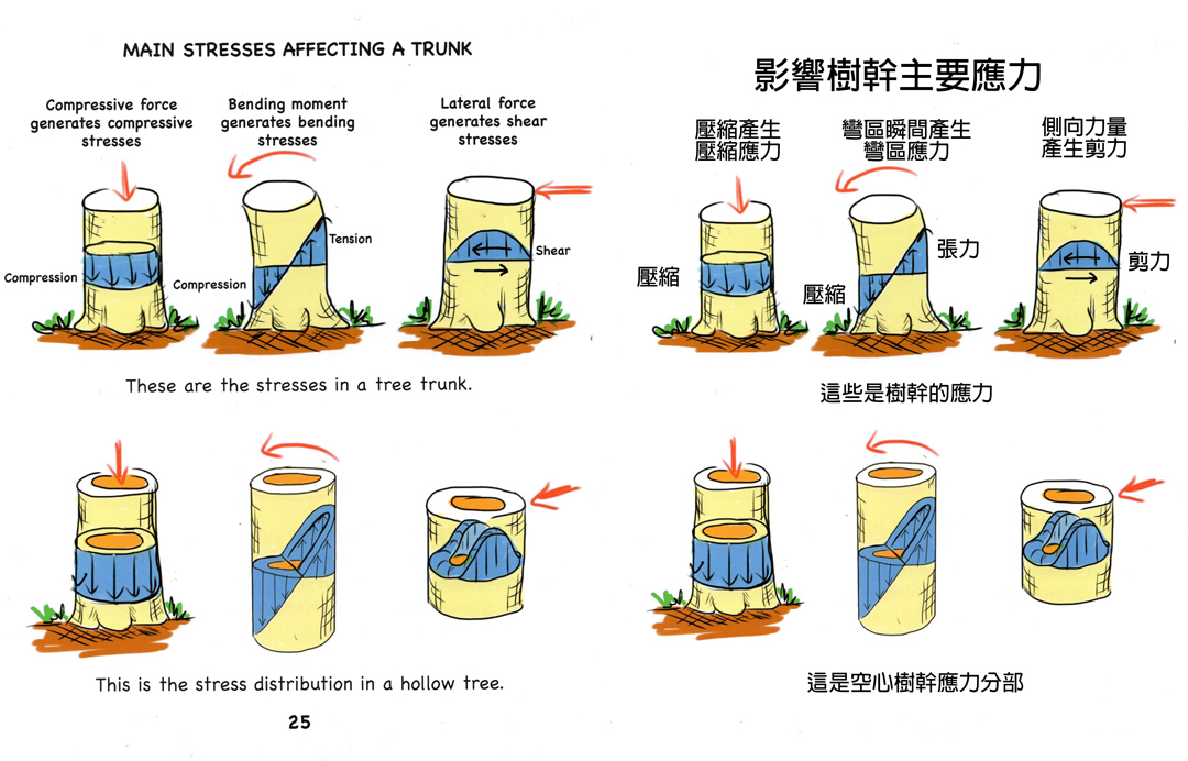 樹木身體語言 The body language of trees by Clus matteck | 樹沃客樹藝