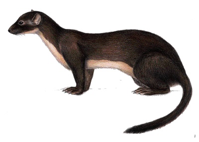 Abe's Animals: Patagonian weasel