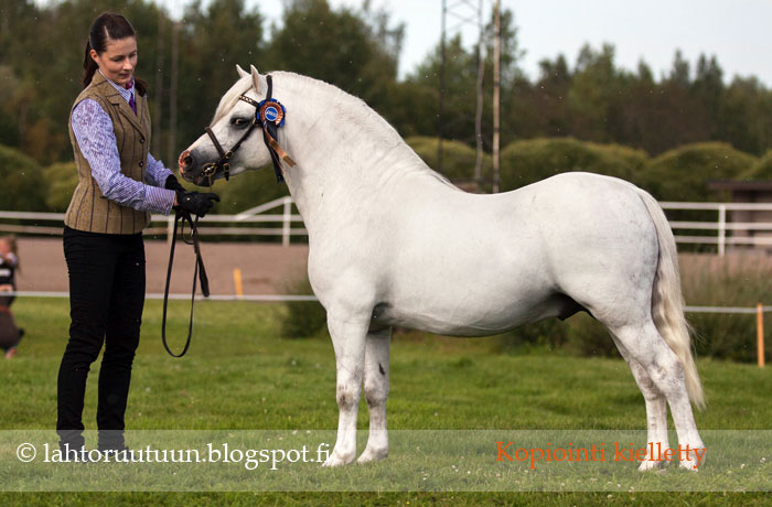 Takaisin lähtöruutuun: Näyttelyhuumaa Vermossa lainaponin kanssa