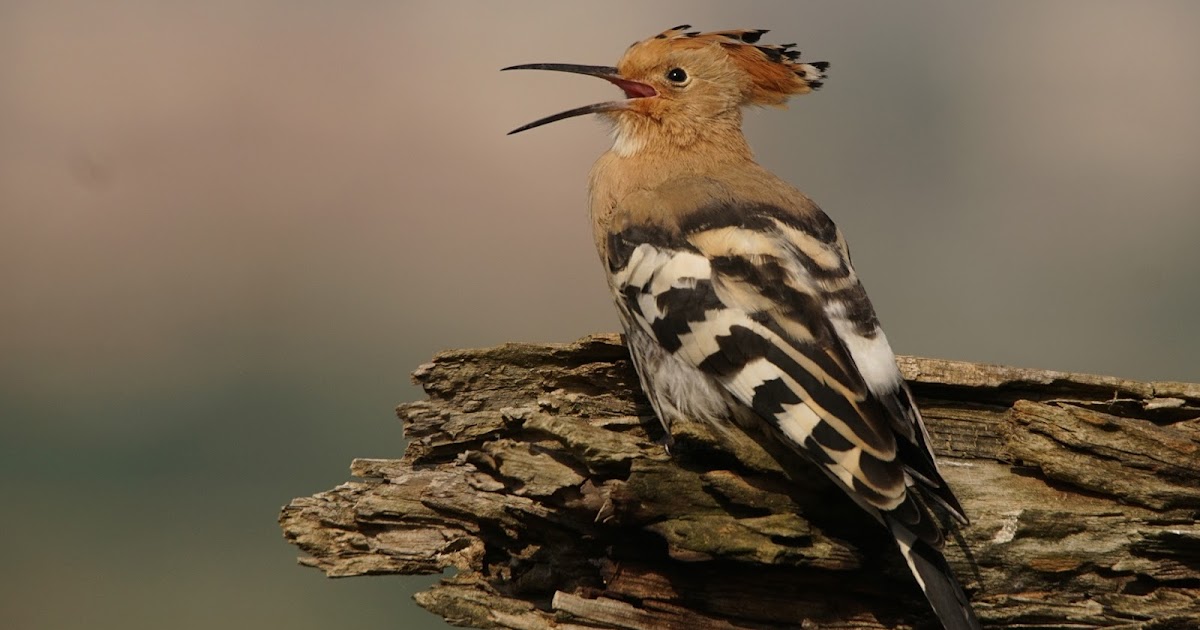 Pasión por las aves: Abubilla.(Upupa epops)